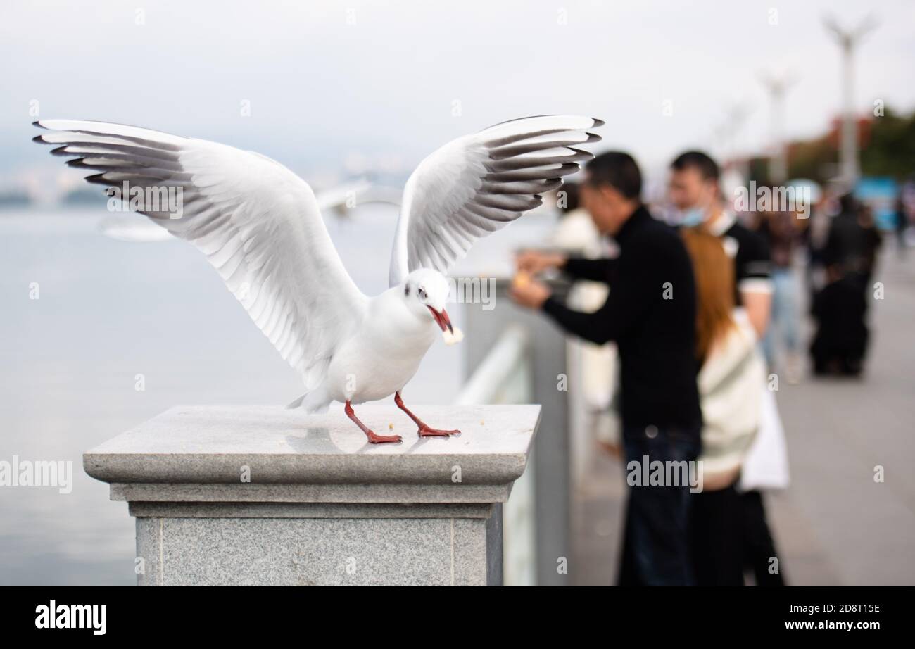 Wang dam hi-res stock photography and images - Alamy