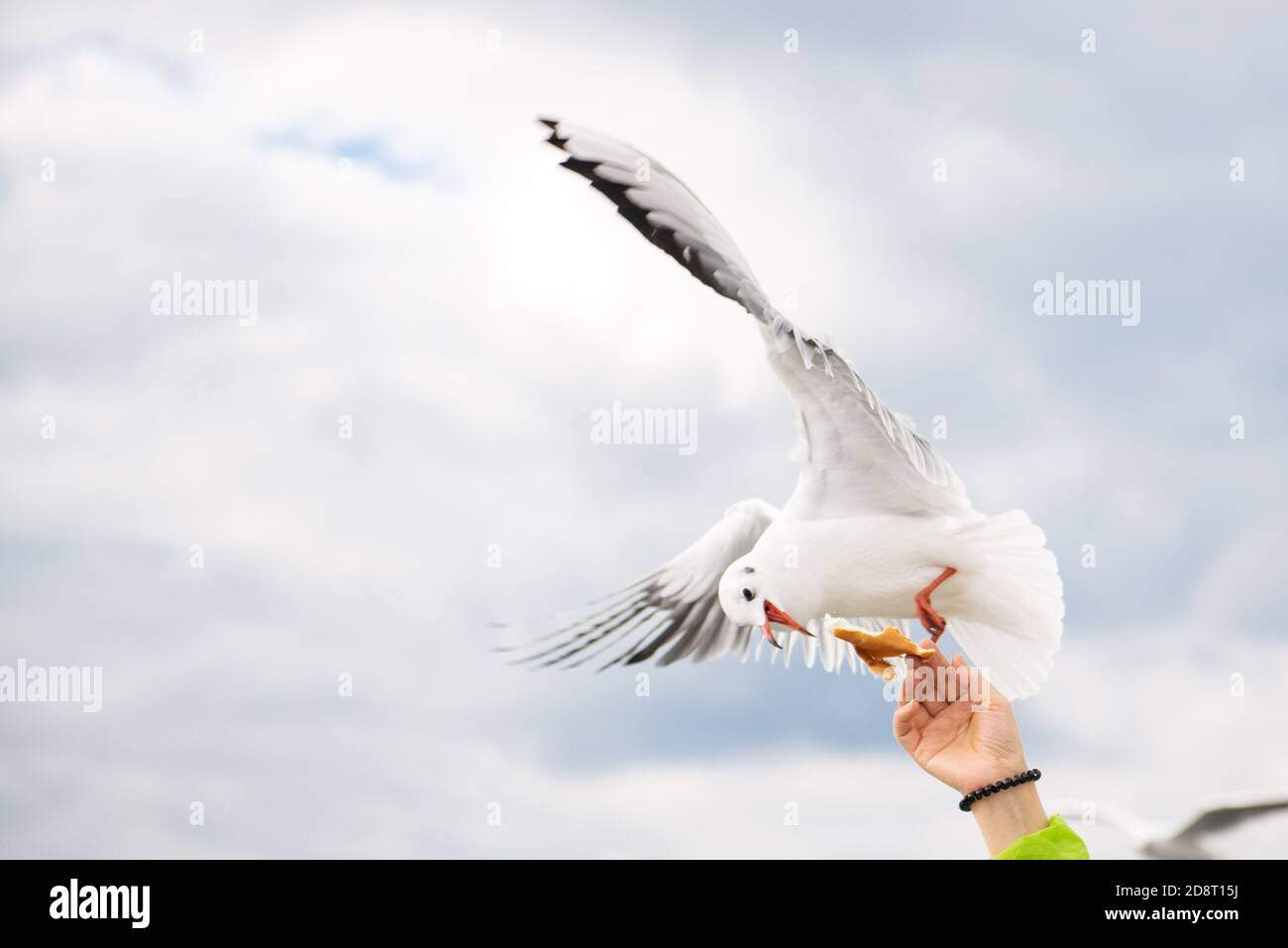 Kunming, China's Yunnan Province. 1st Nov, 2020. A visitor feeds a gull ...