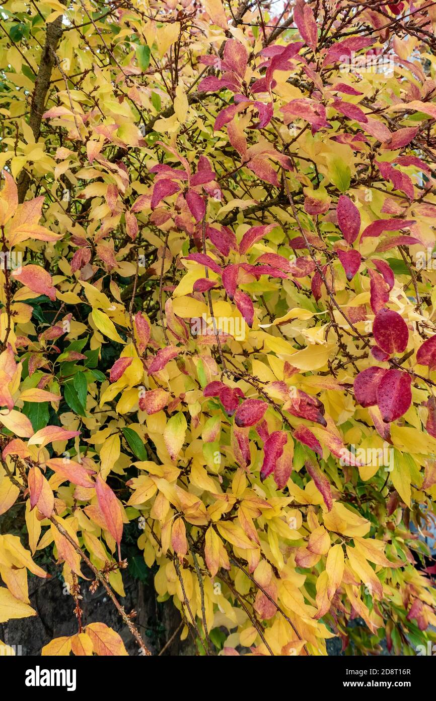 Hedge row colours hi-res stock photography and images - Alamy