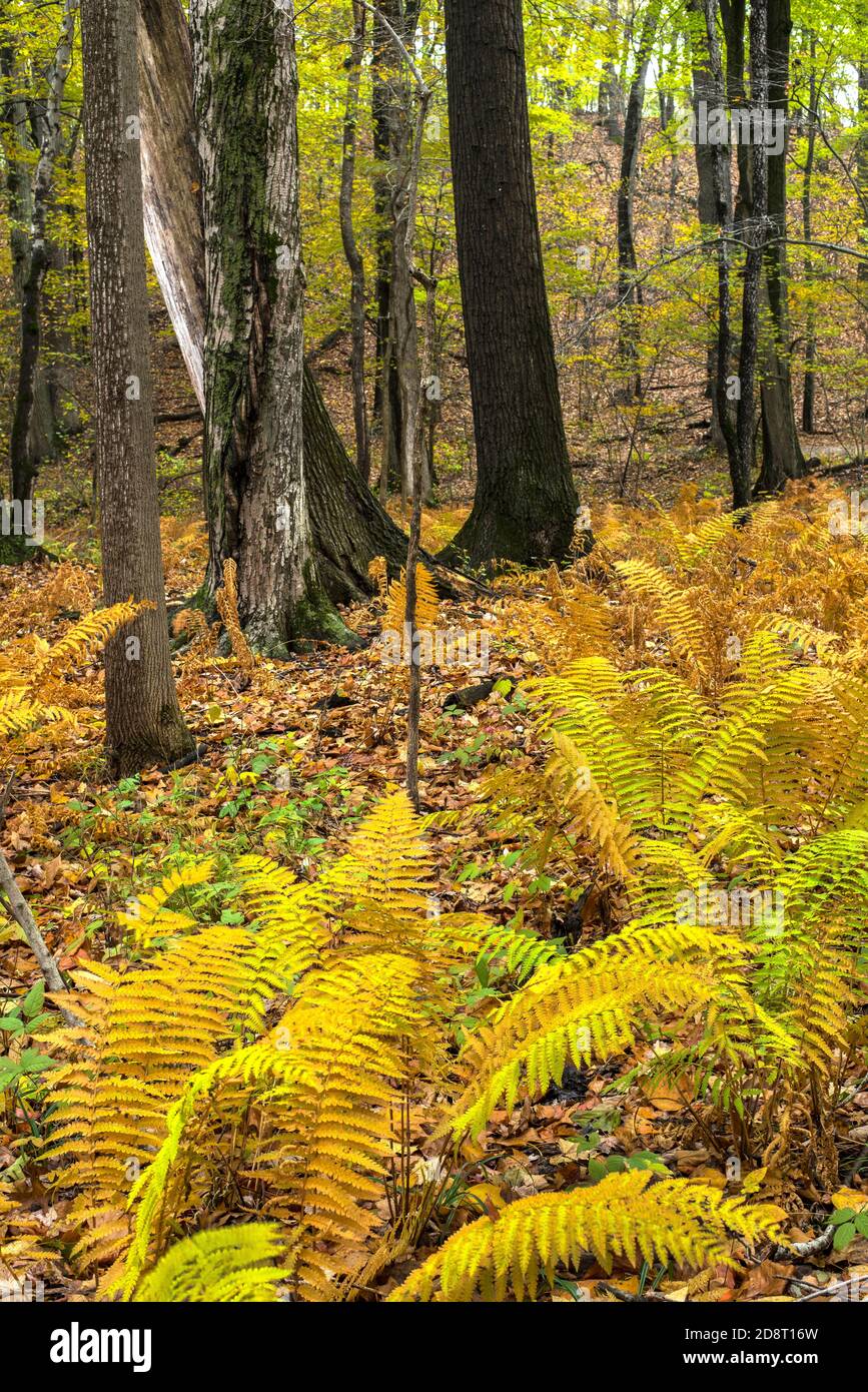 Golden and green ferns in autumn in the Indiana Dunes state park ...