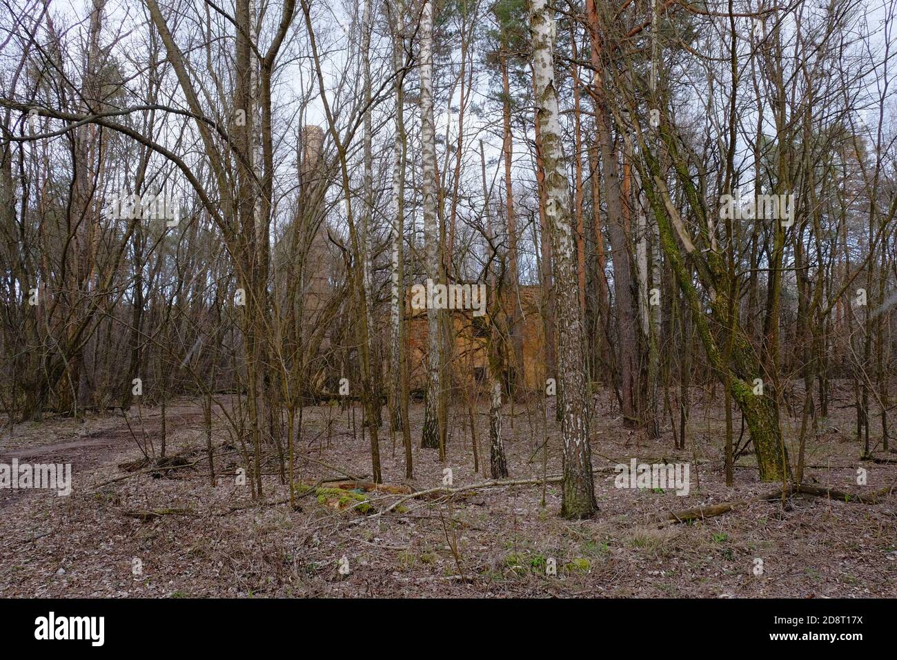 Abandoned brick buildings among trees in the Chernobyl radiation ...