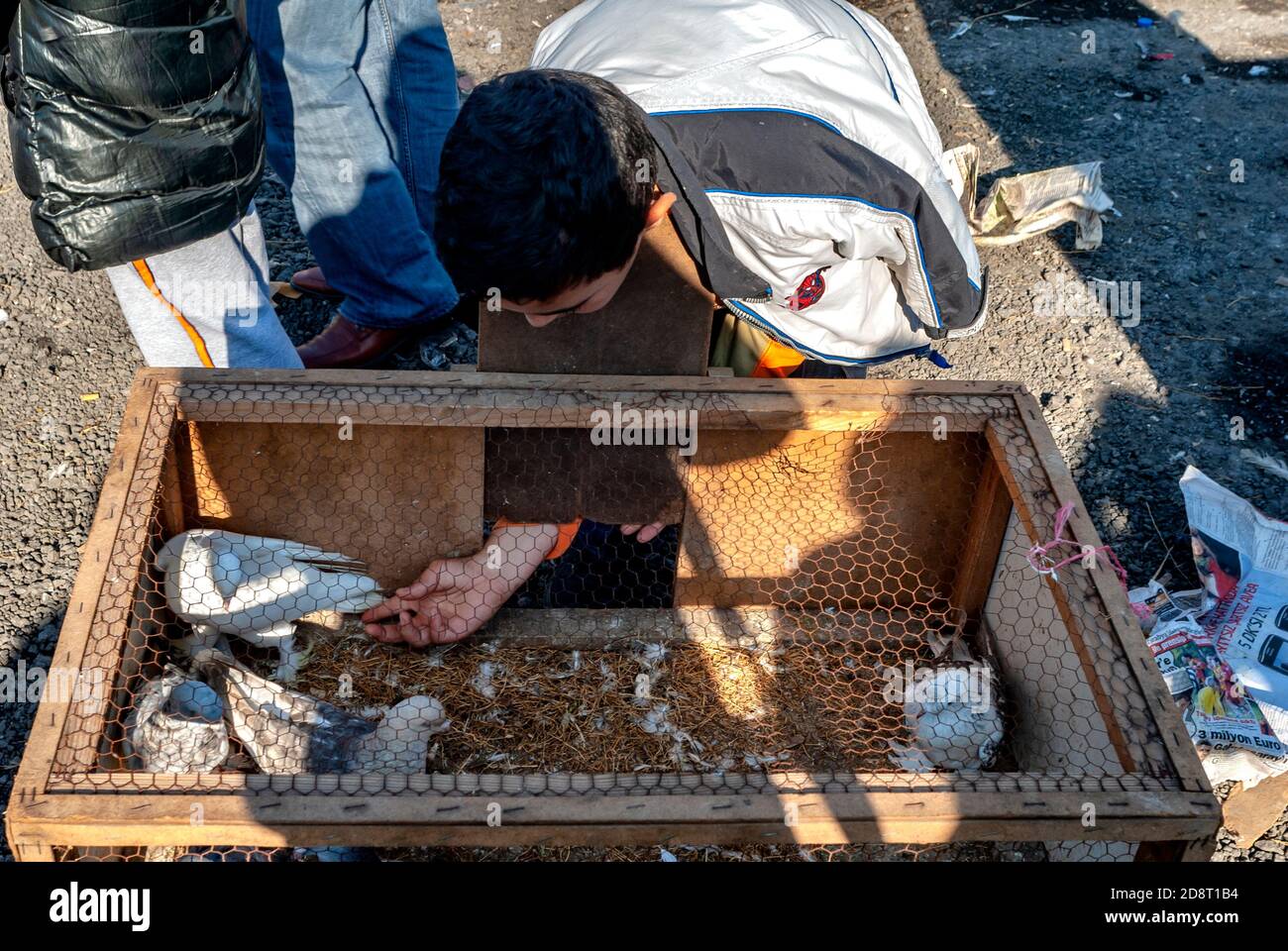 Bird market in istanbul. People trade birds, birds in hands, trapped ...