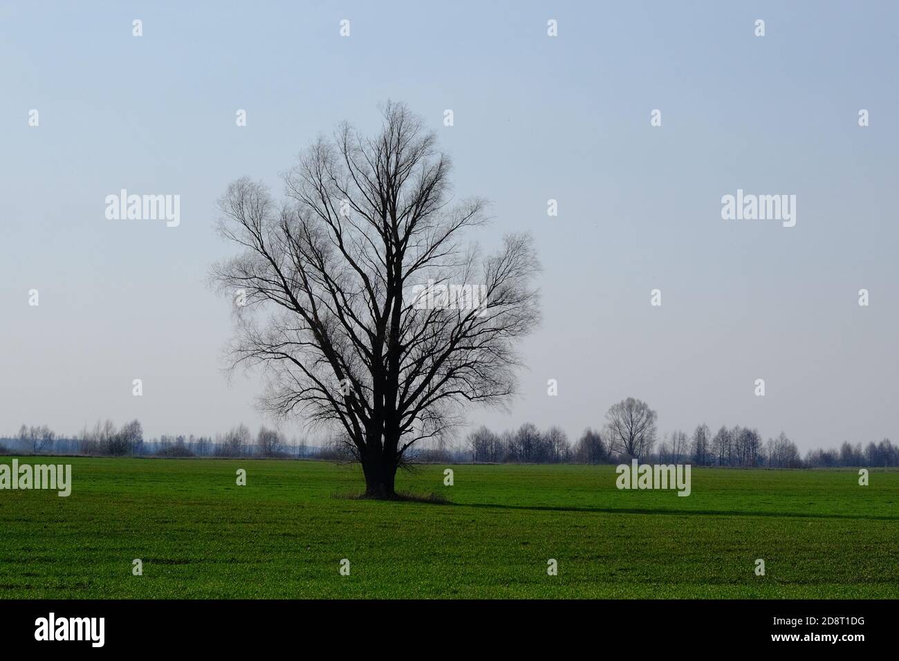 Single tree in field no background hi-res stock photography and images ...
