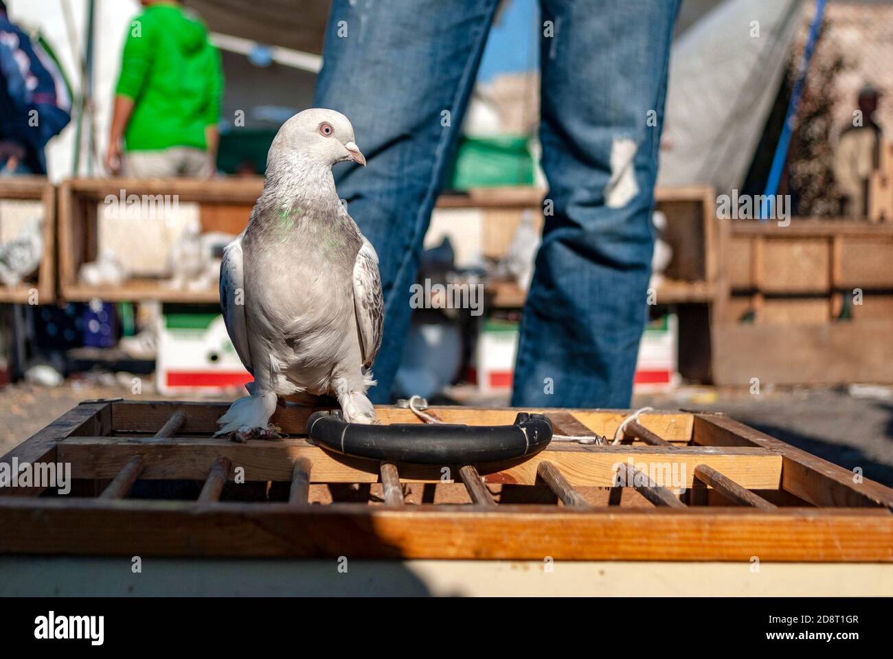 Bird market in istanbul. People trade birds, birds in hands, trapped ...