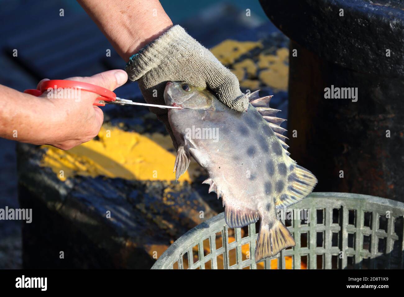 Cutting a big fish hi-res stock photography and images - Alamy
