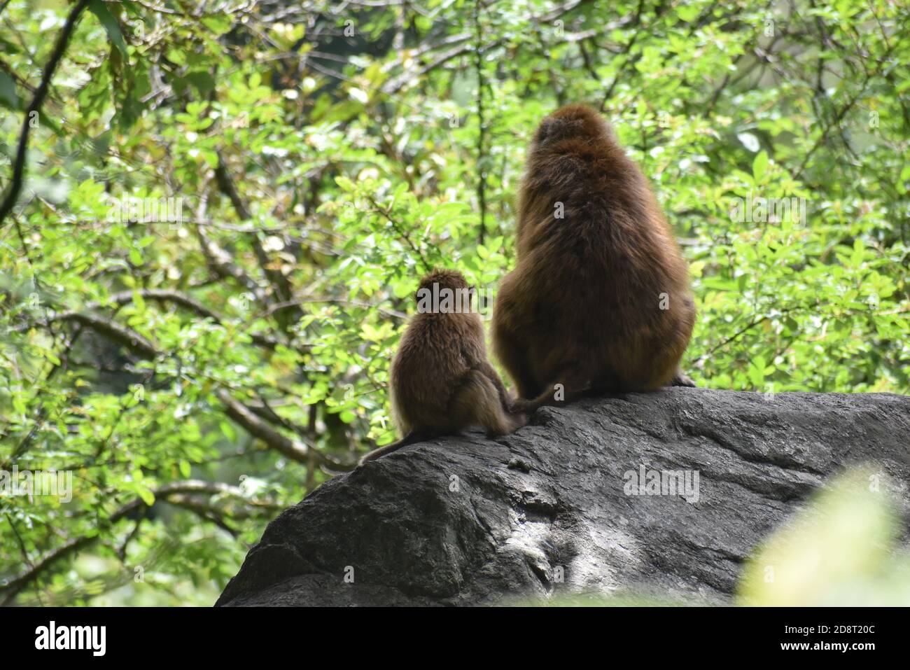 monkey mother and child enjoying a peaceful jungle Stock Photo - Alamy