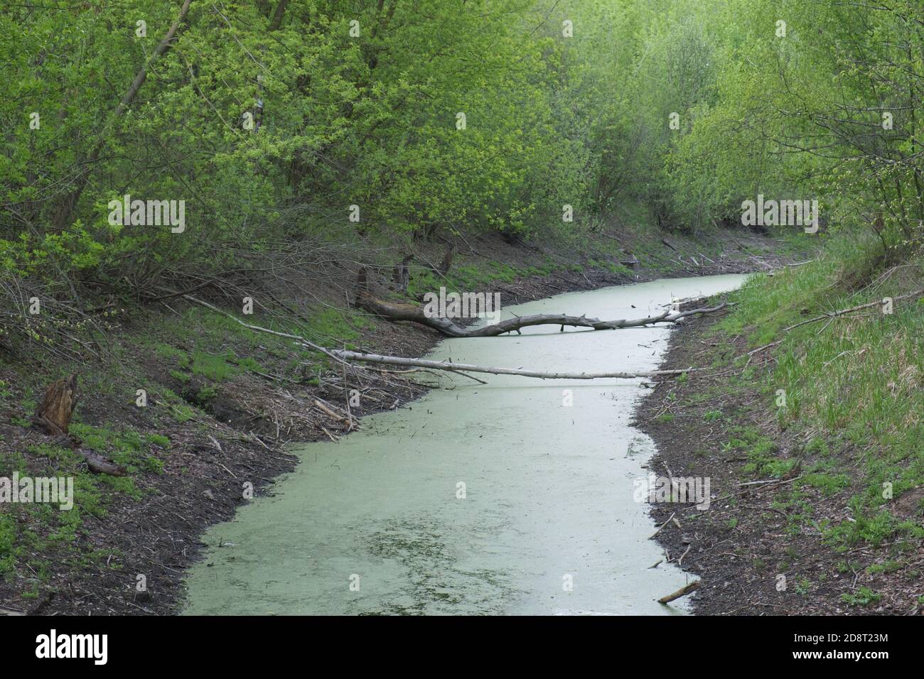 Green shallow water natural scene hi-res stock photography and images ...
