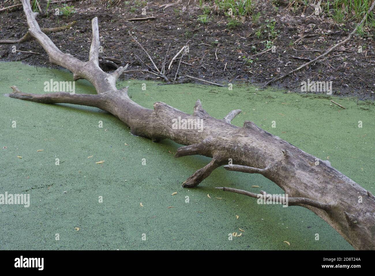 The trunk of a tree lies in swampy water. An old tree in a swamp Stock ...