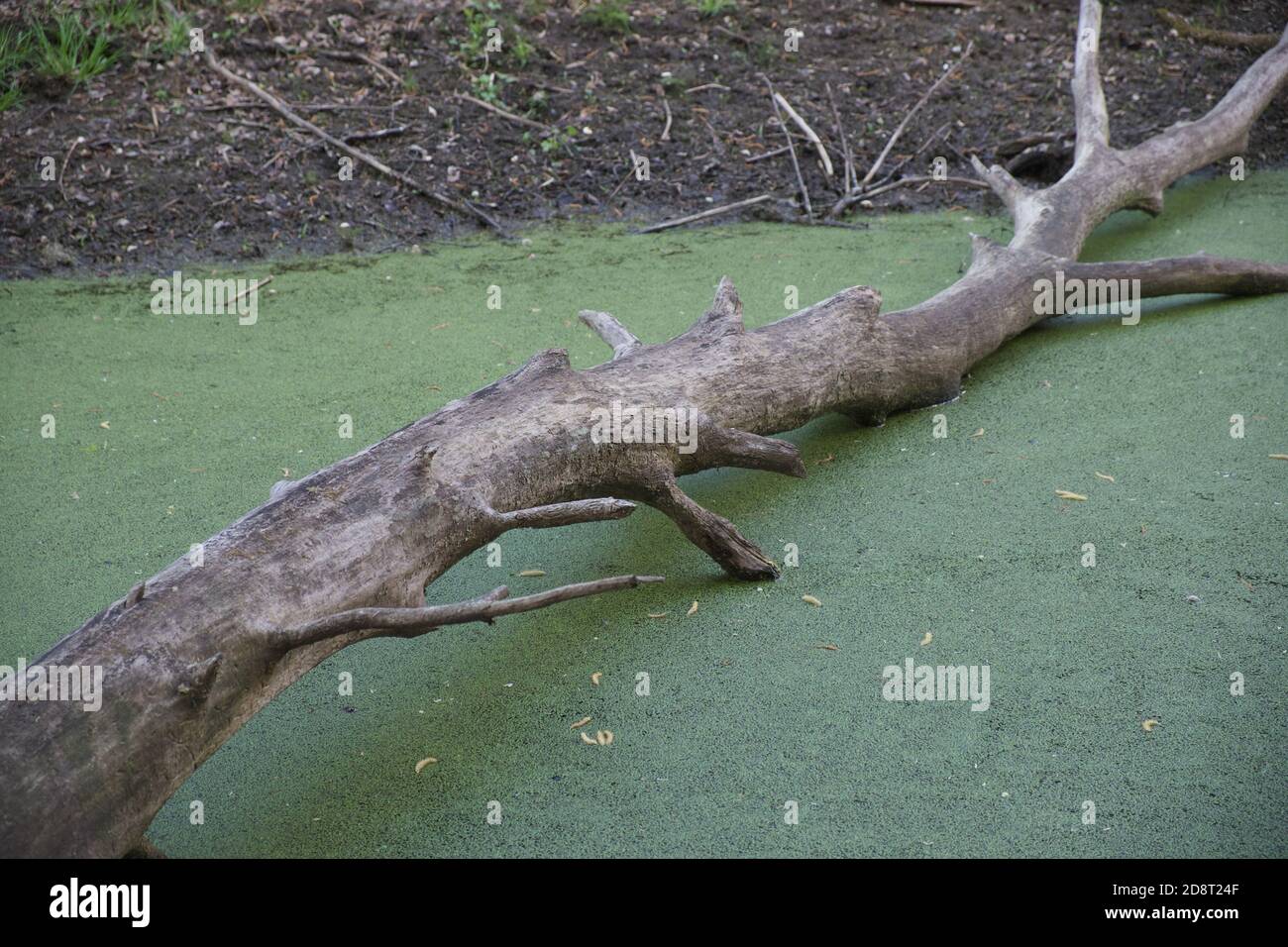 The trunk of a tree lies in swampy water. An old tree in a swamp Stock ...