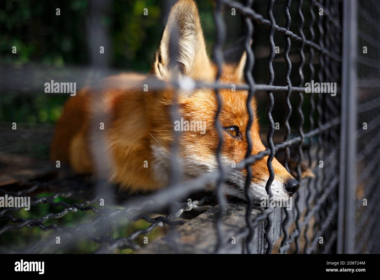 portrait of a sad fox in a cage at the zoo Stock Photo - Alamy