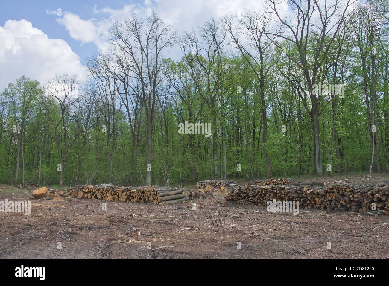 Stacked tree trunks at felling. Forest clearing. Wood harvesting Stock ...