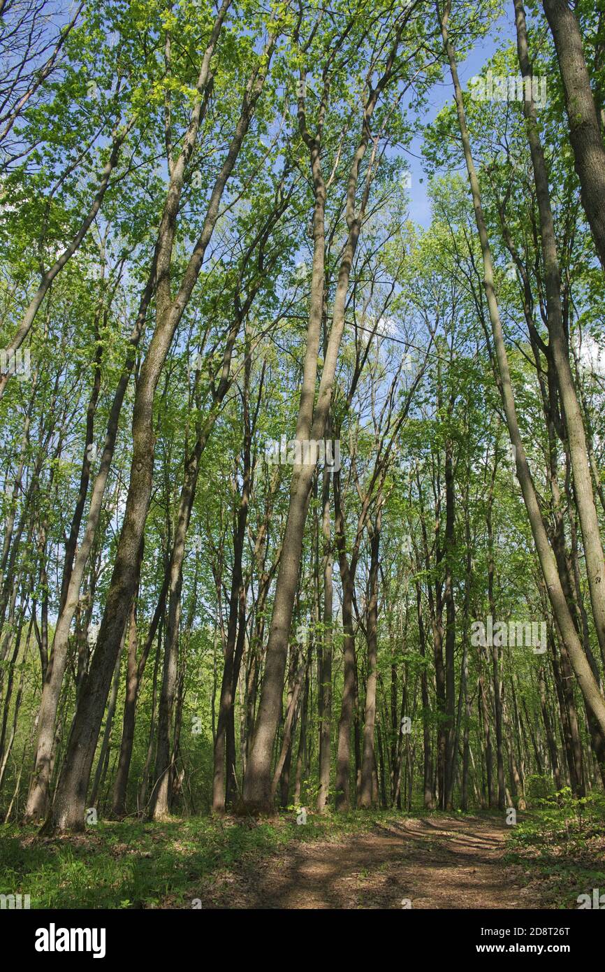 Trees in the spring deciduous forest. Beautiful shady forest Stock ...