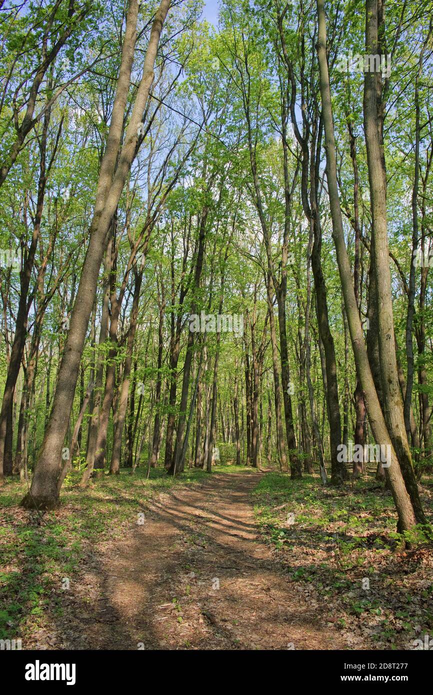 Trees in the spring deciduous forest. Beautiful shady forest Stock ...