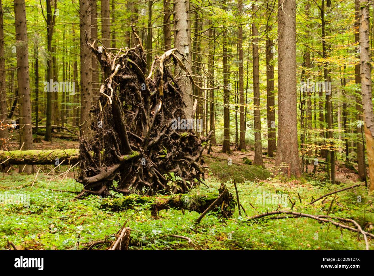 Roots of a fallen tree that is left to rot in Bavarian Forest National ...