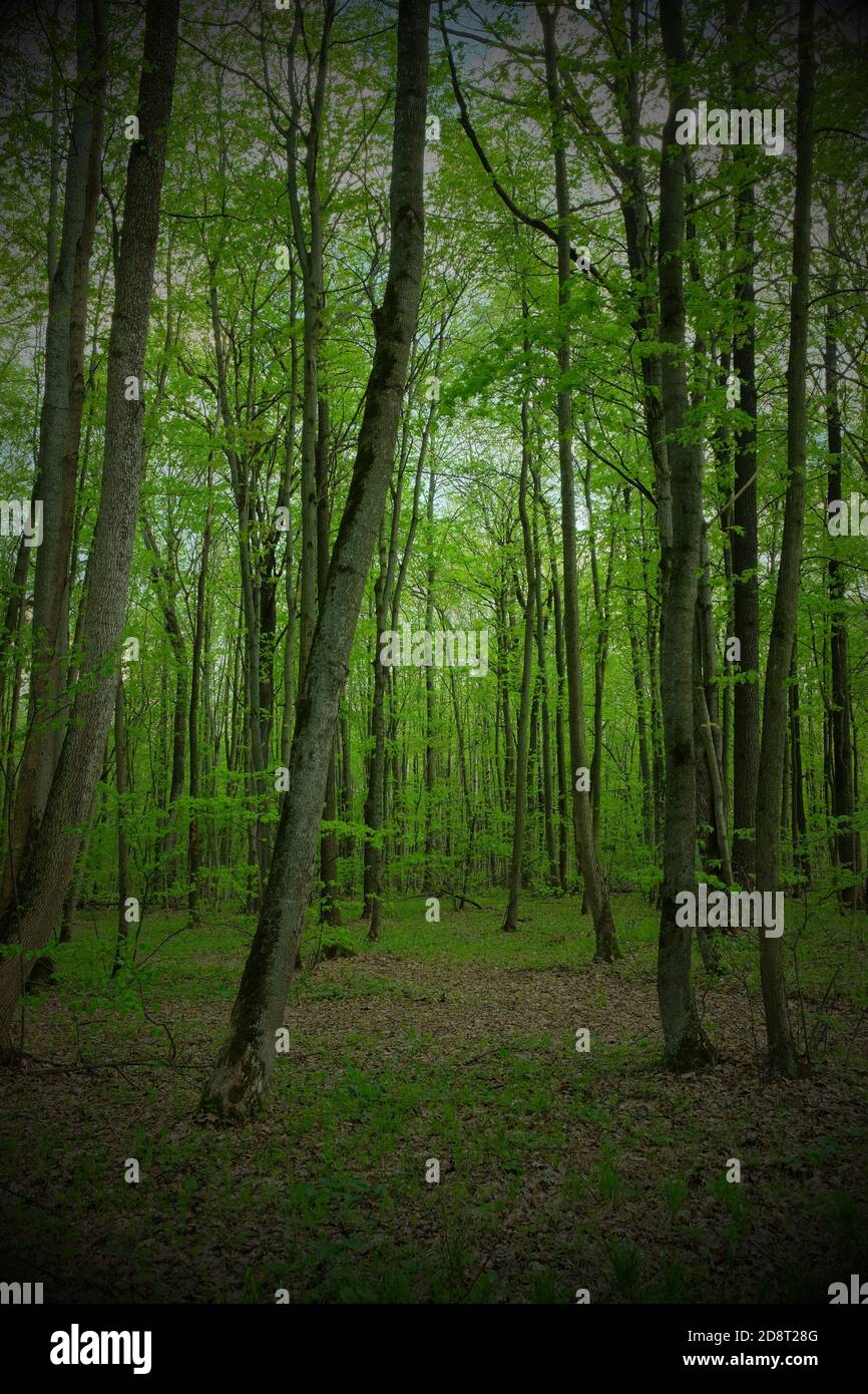 Trees in the spring deciduous forest. Beautiful shady forest Stock ...