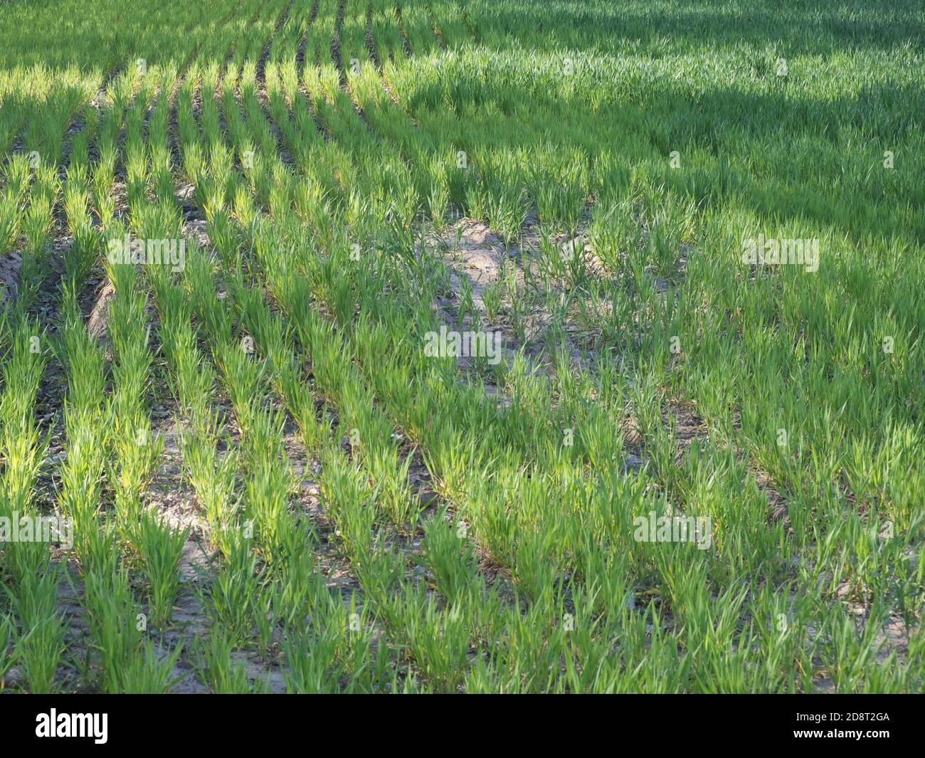 Row of crops on a farm hi-res stock photography and images - Alamy