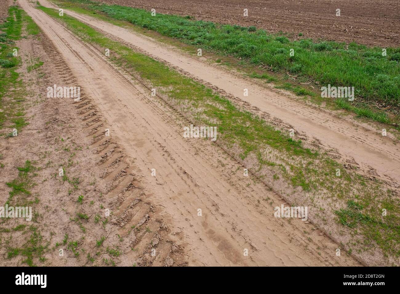 Spring grasses on either side of the dirt road. Background Stock Photo ...