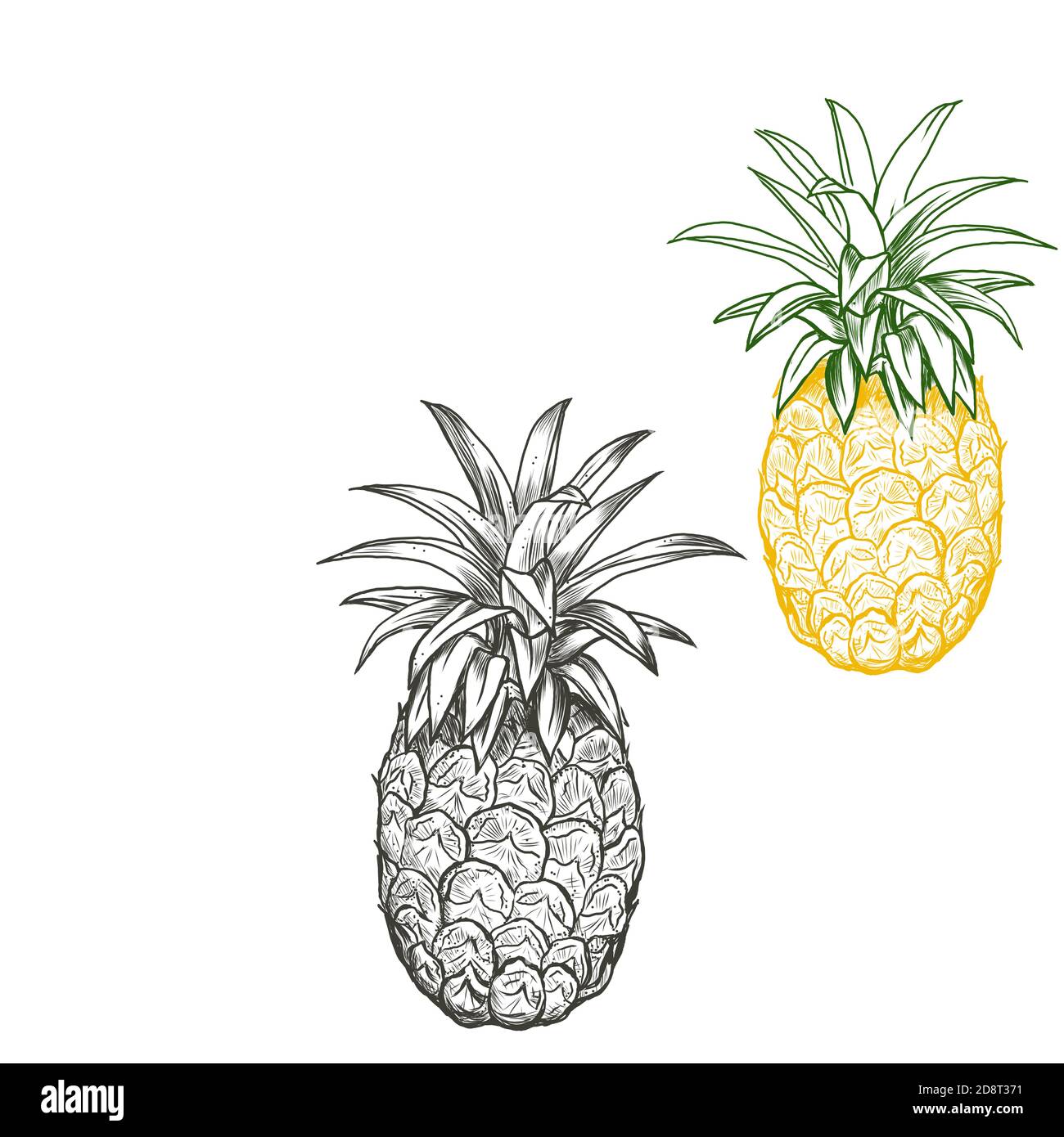 Pineapple line drawing hi-res stock photography and images - Alamy