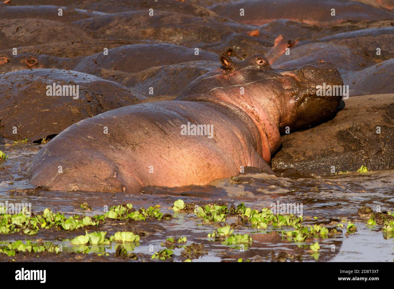 The spring water fed pool at Ikuu provides year round water that ...