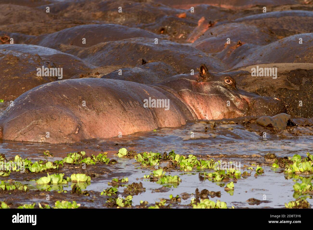 The spring water fed pool at Ikuu provides year round water that ...