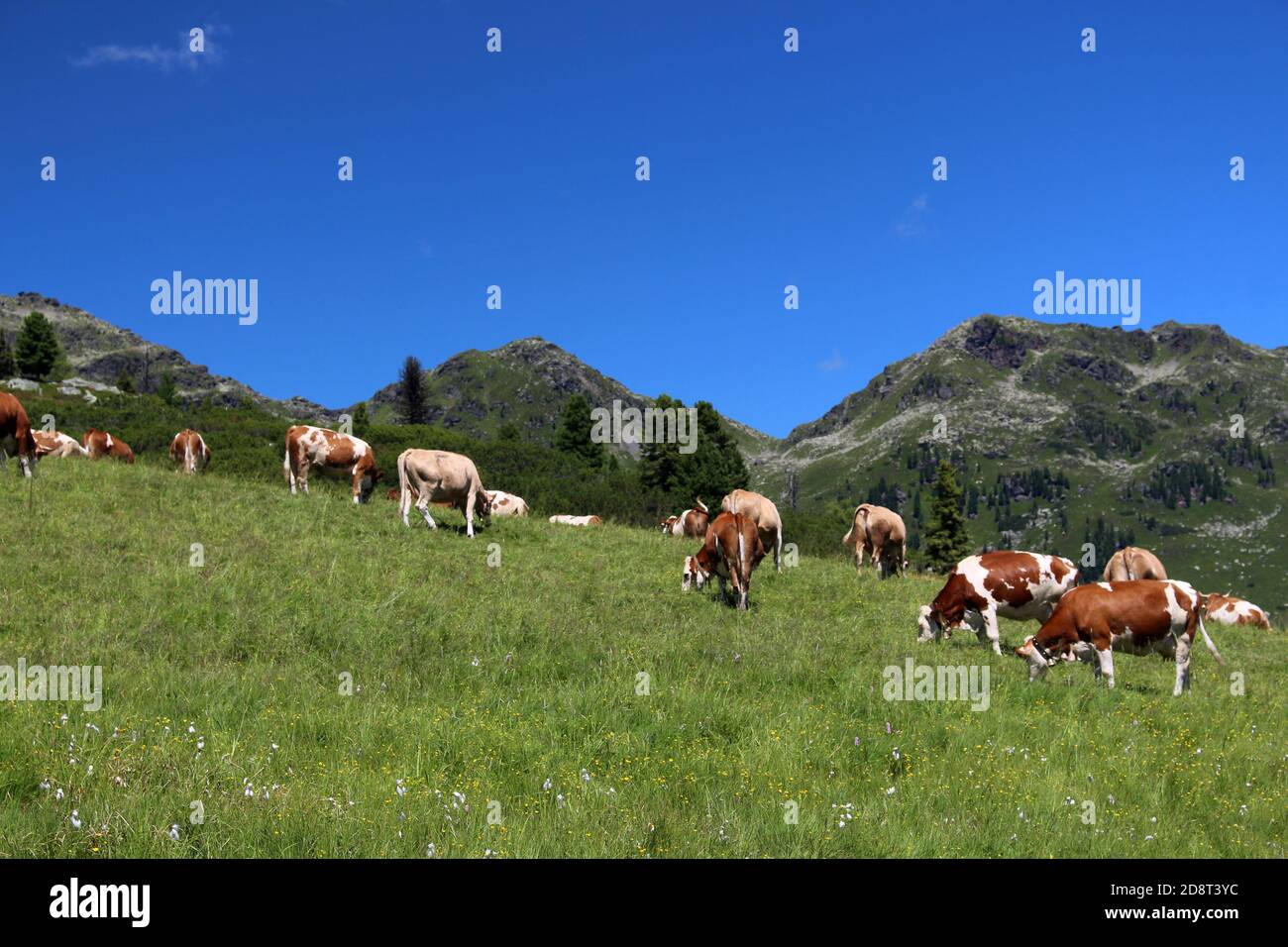 Cows in the Alps, Austria Stock Photo - Alamy
