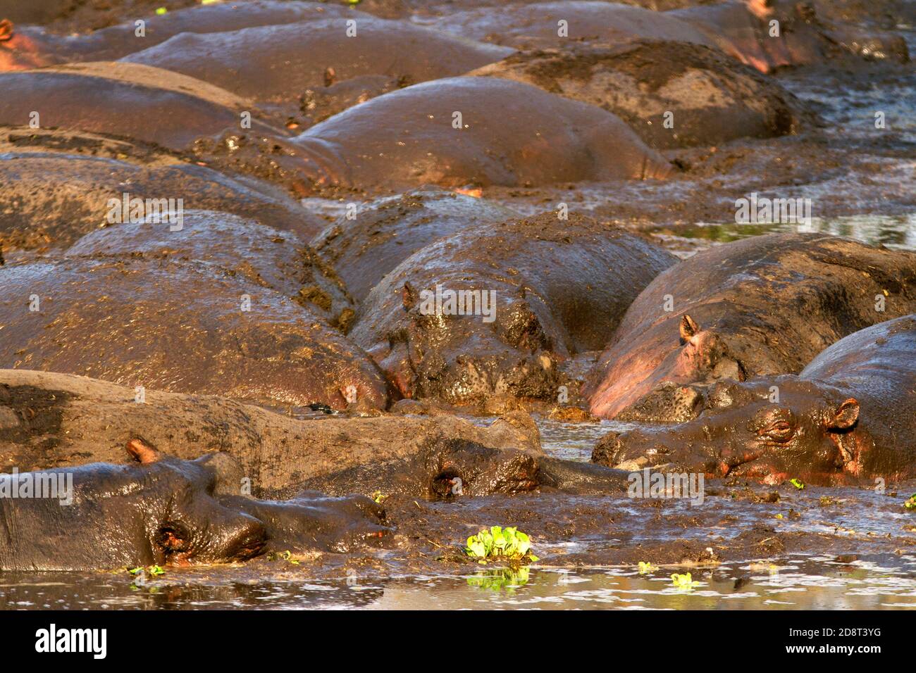 The spring water fed pool at Ikuu provides year round water that ...