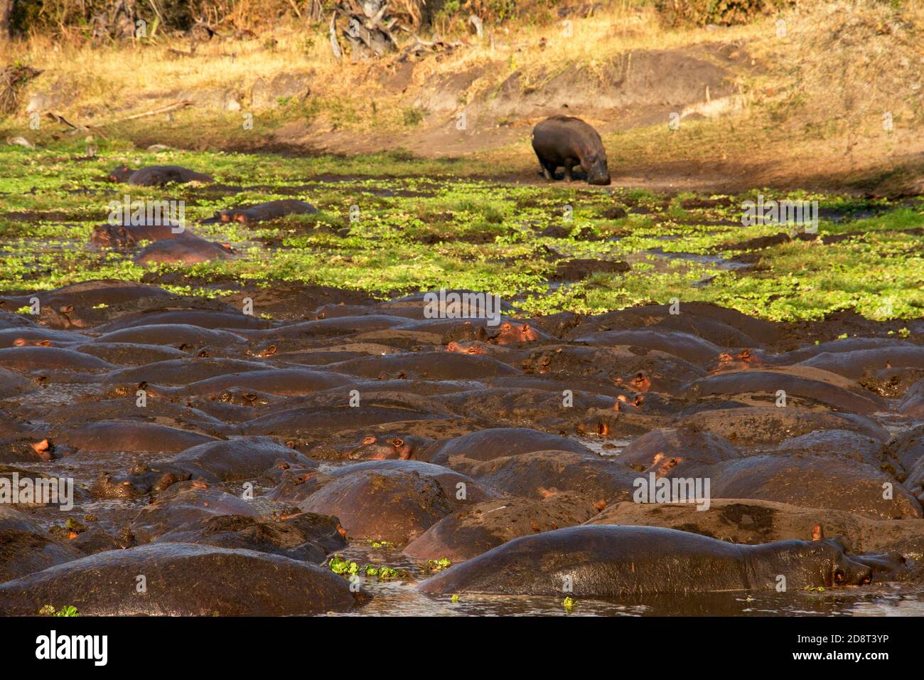 The spring water fed pool at Ikuu provides year round water that ...