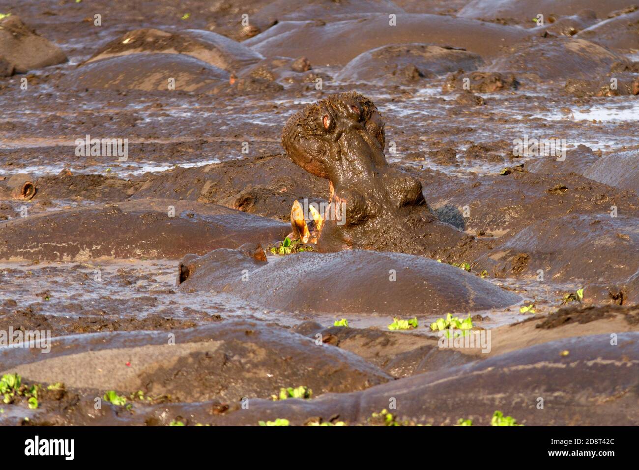 The spring water fed pool at Ikuu provides year round water that ...