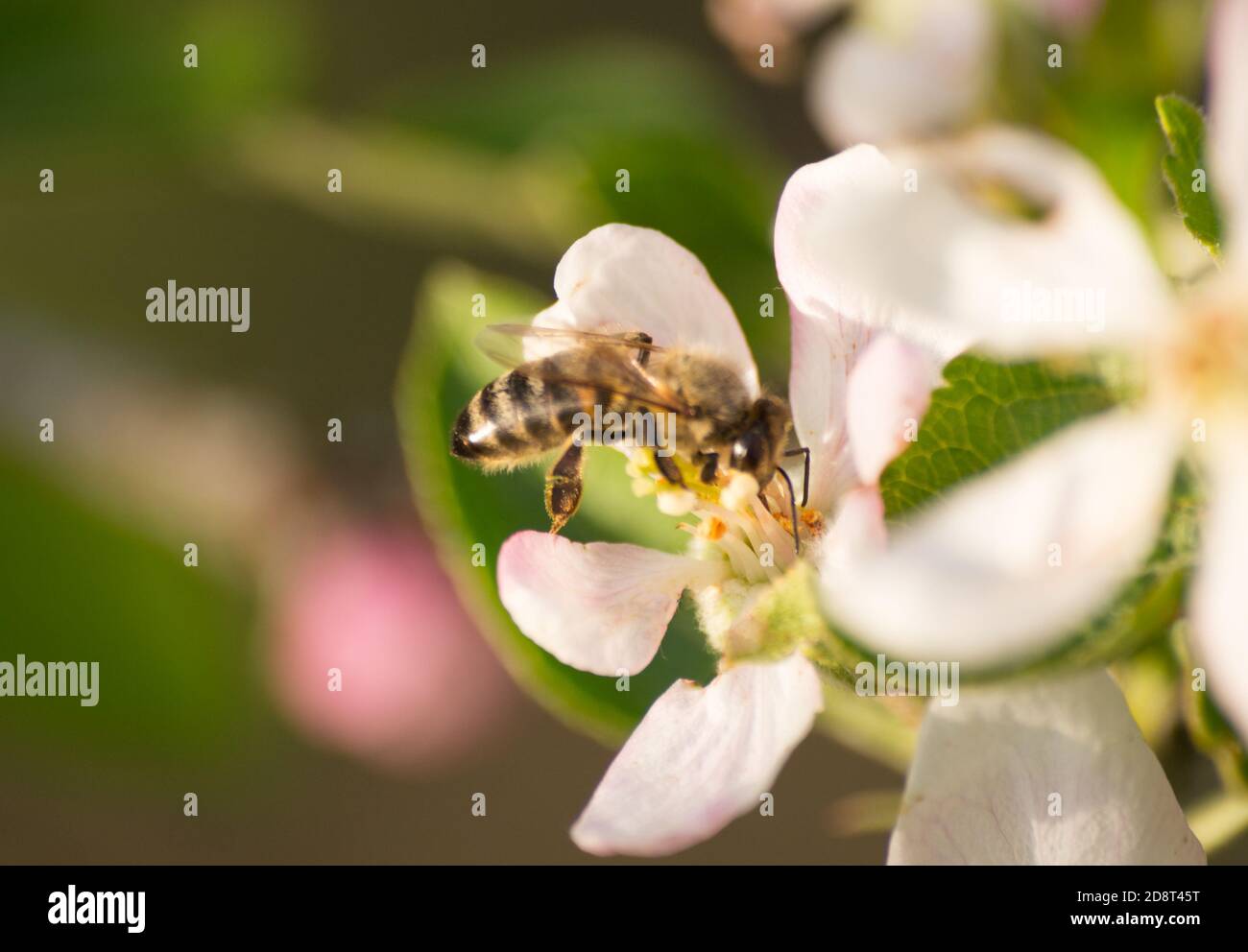 Industrious bee hi-res stock photography and images - Alamy