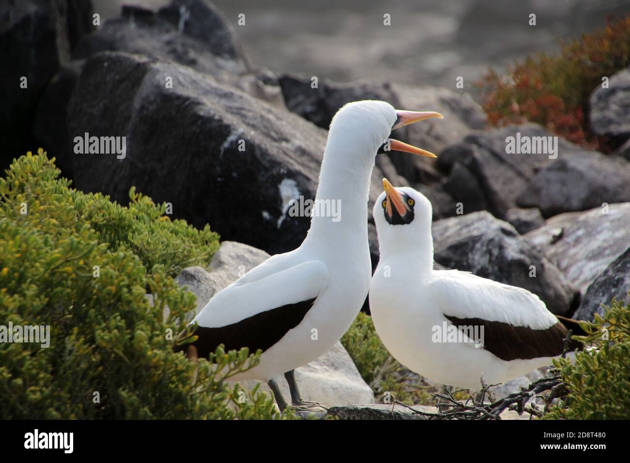 Masked Booby, Galapagos Island, Ecuador, South America Stock Photo - Alamy