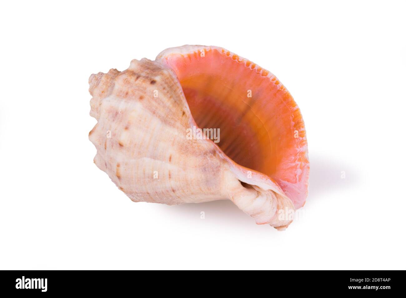 large seashell on a white background Stock Photo - Alamy
