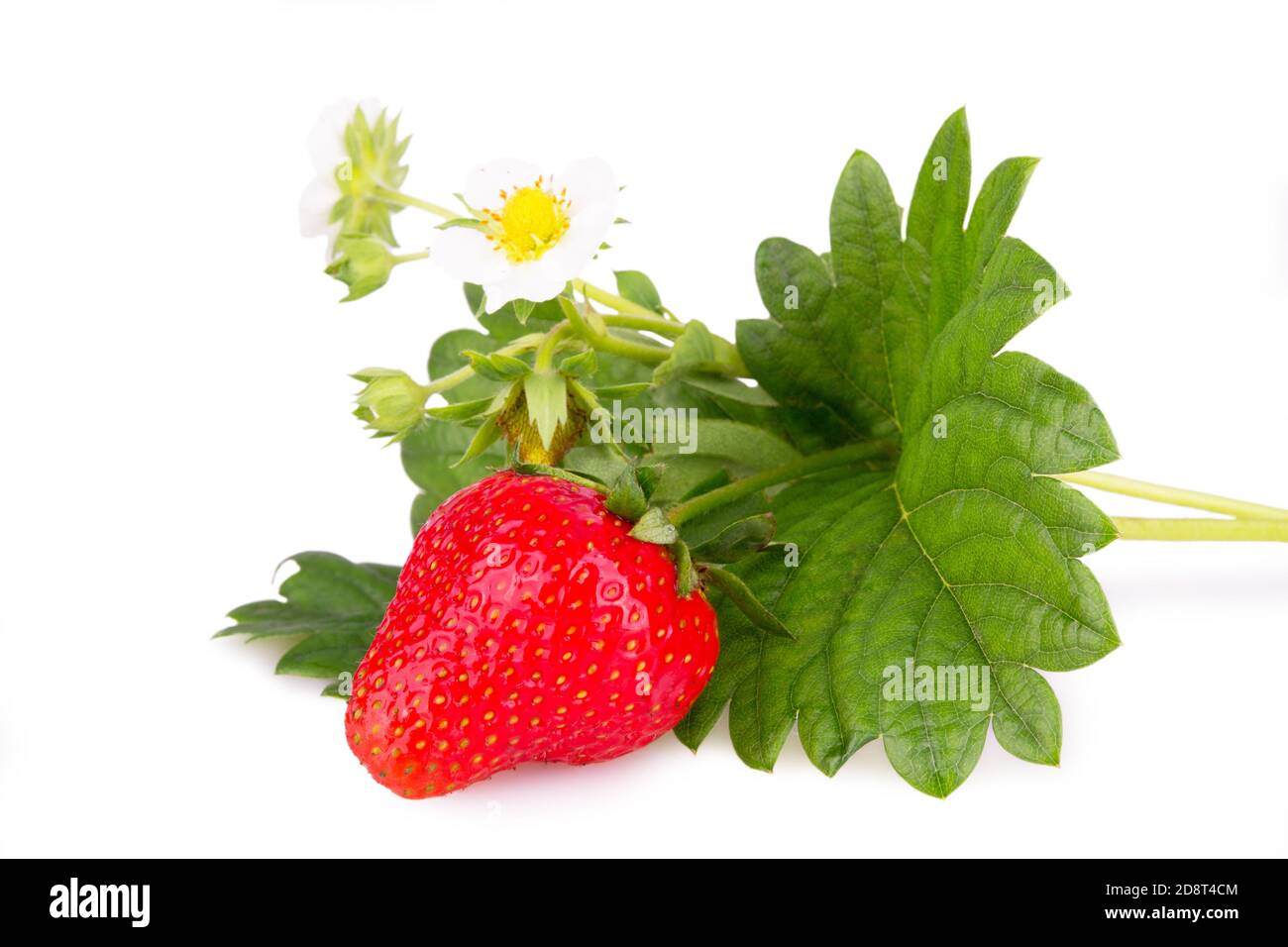 strawberry bush on a white background Stock Photo - Alamy