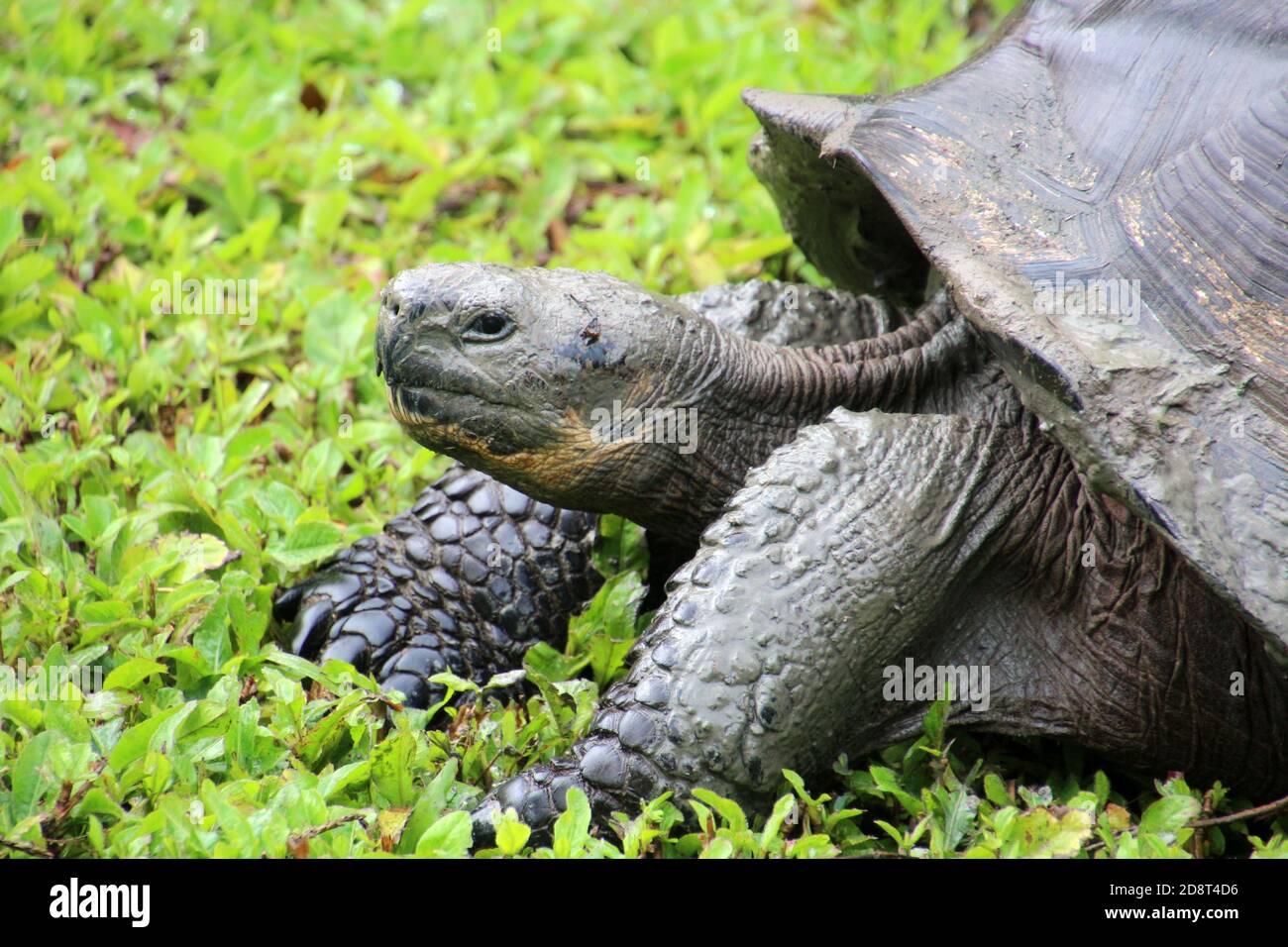 Giant tortoise, Galapagos Island, Ecuador, South America Stock Photo ...