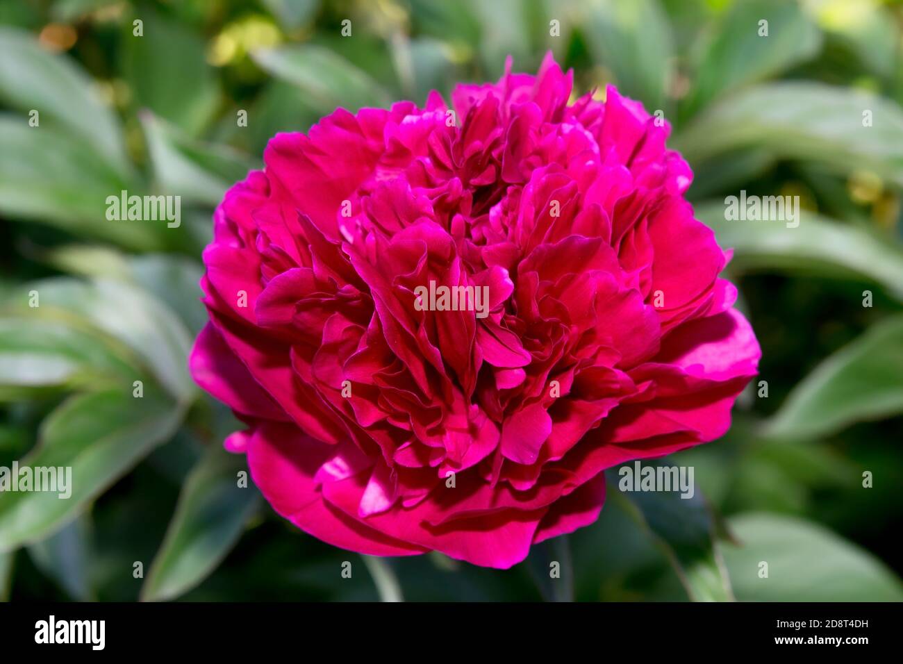 Big red flower hi-res stock photography and images - Alamy