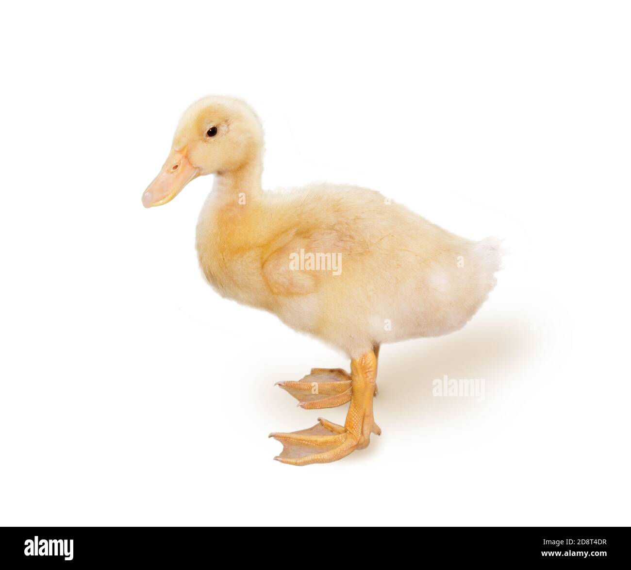 little yellow duckling isolated Stock Photo - Alamy
