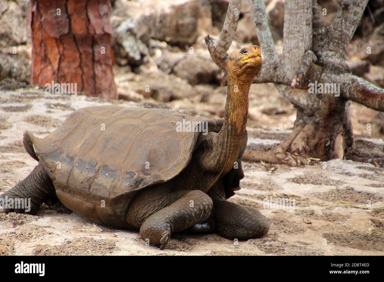 Giant tortoise, Galapagos Island, Ecuador, South America Stock Photo ...