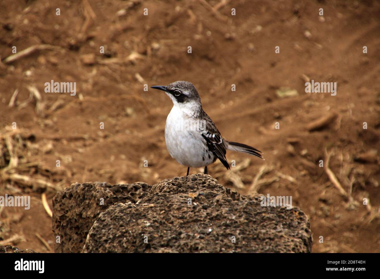 Galapagos mockingbird, Galapagos Island, Ecuador, South America Stock ...