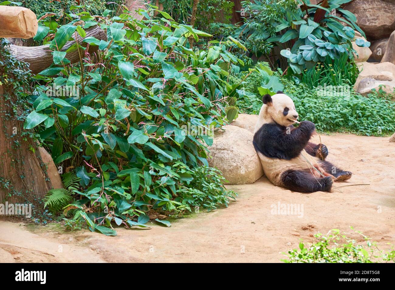 A Giant Panda, sitting, relaxing and eating some Bamboo in its natural ...