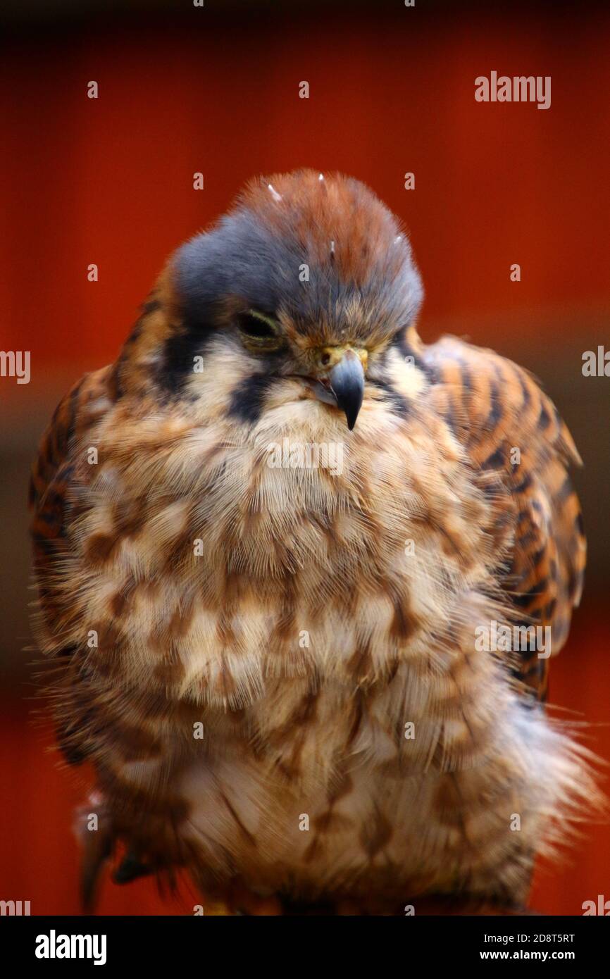 Red-tailed Hawk, Alaska Raptor Center Stock Photo - Alamy