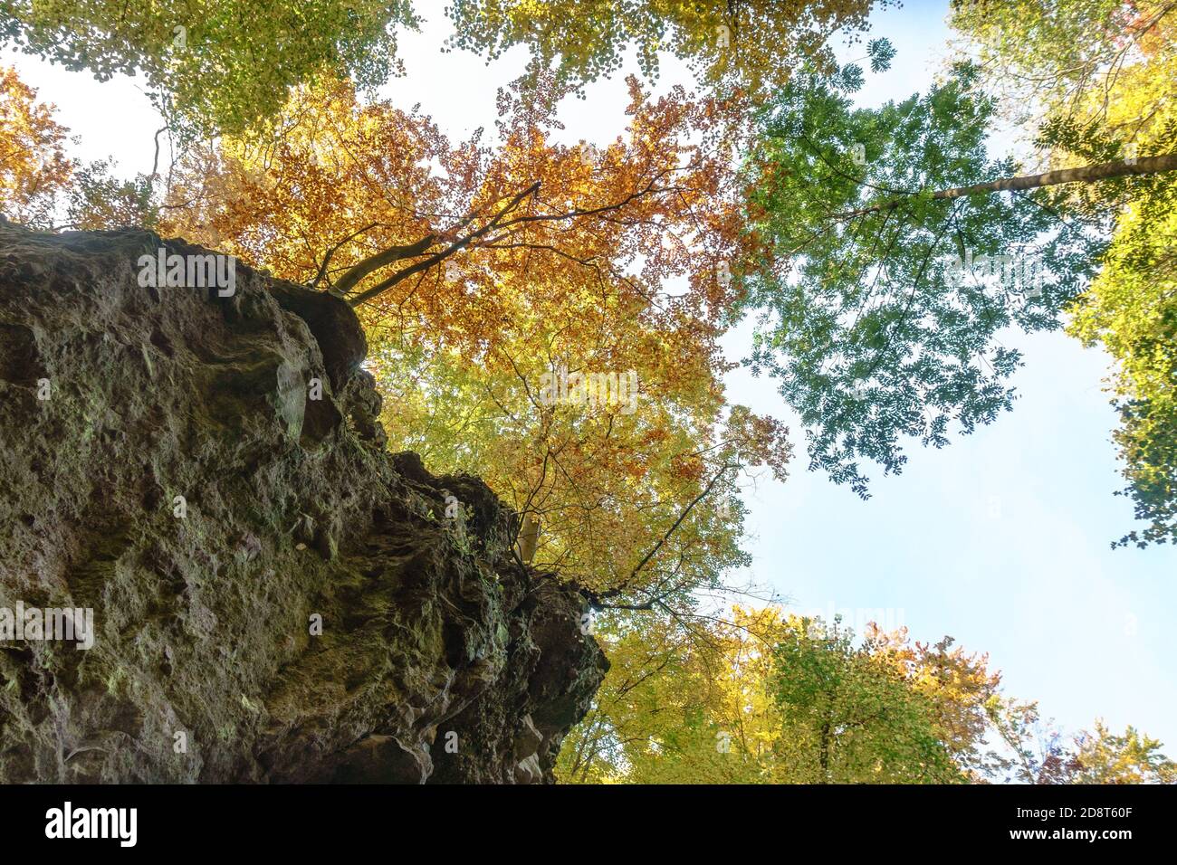 Overhanging trees background hi-res stock photography and images - Alamy