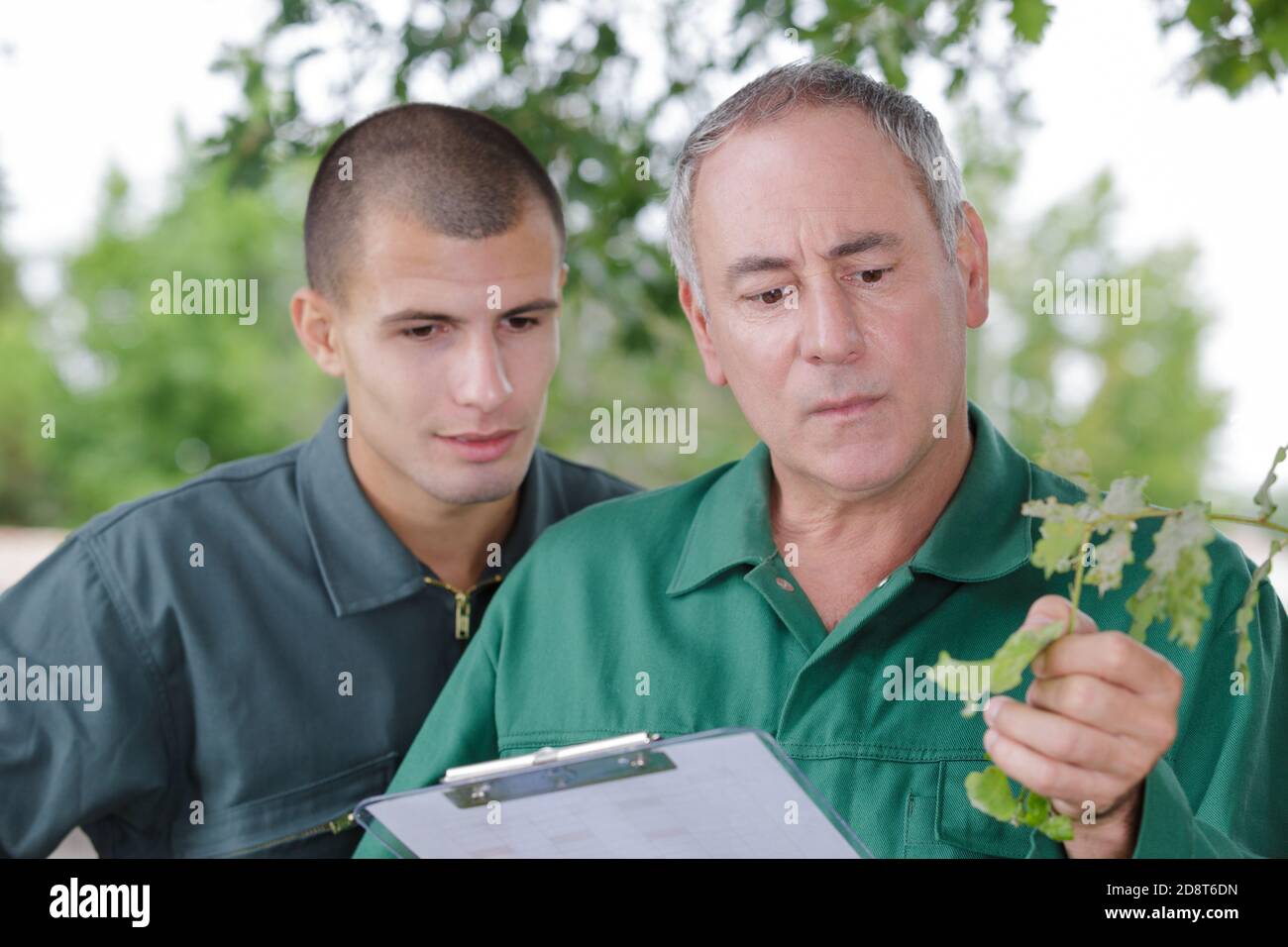 gardener and apprentice at work Stock Photo - Alamy