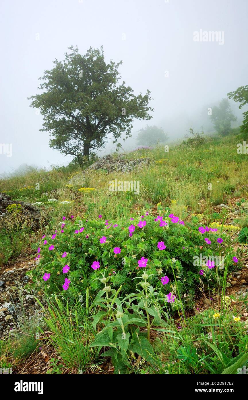 Mountain beechen wood with a fog. Ukraine, Crimea Stock Photo - Alamy