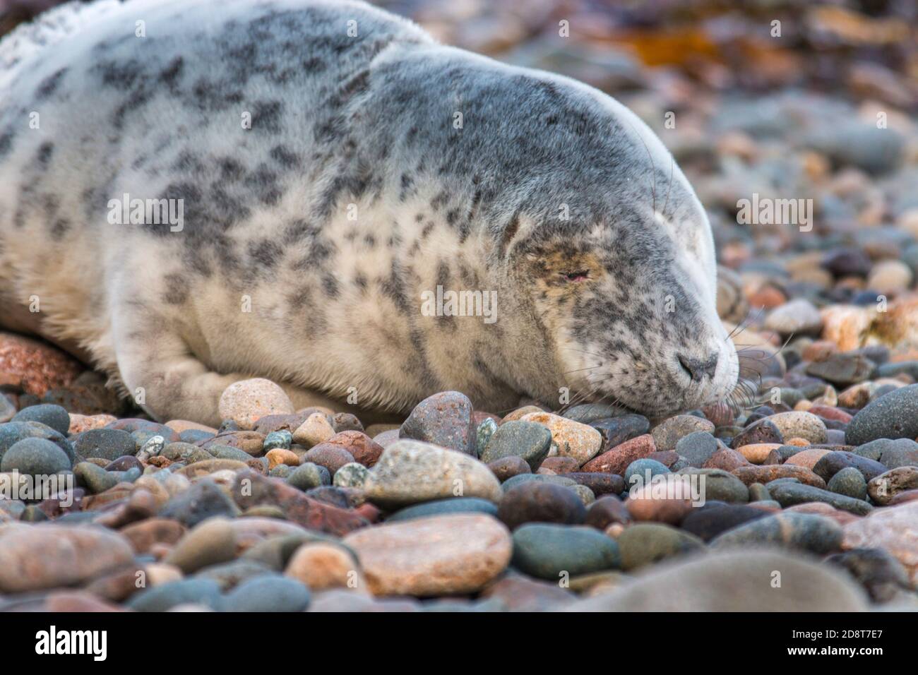 Seal with eyes closed hi-res stock photography and images - Alamy
