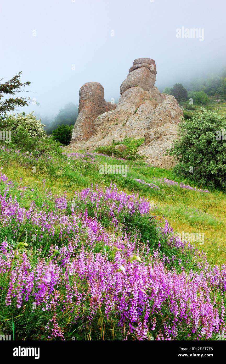 Flowers and rocks in mountains with a fog. Crimea, Ukraine Stock Photo ...