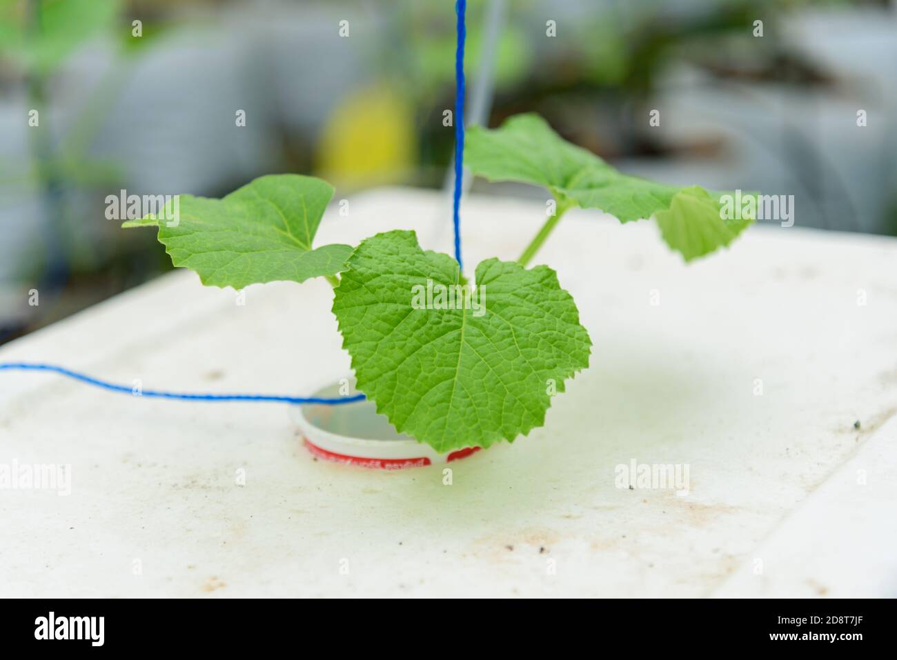 Little melon tree in hydroponic system Stock Photo - Alamy