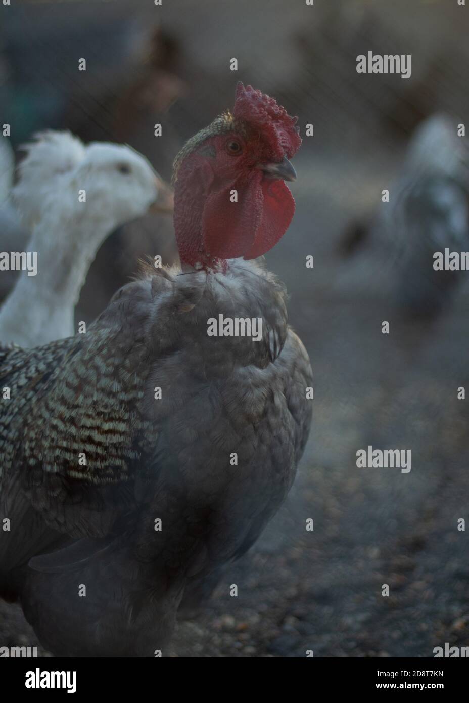 Chicken, turkey and rooster on a farm Stock Photo - Alamy