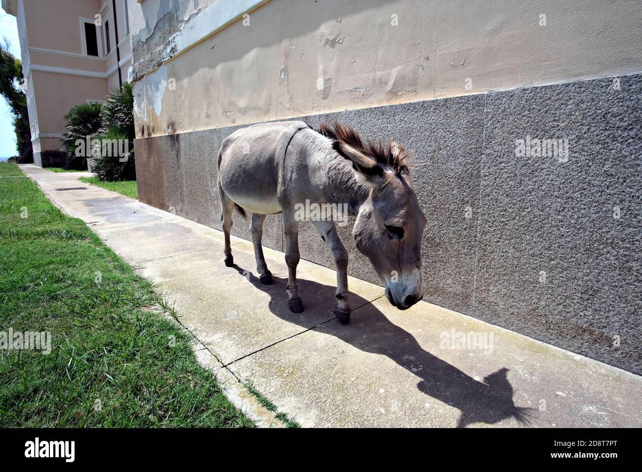 Sad gray donkey walk near a building in Asinara island Stock Photo - Alamy