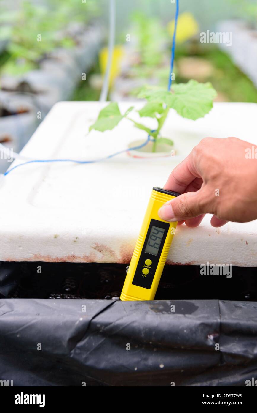 Check pH value of water bin of hydroponics system Stock Photo - Alamy