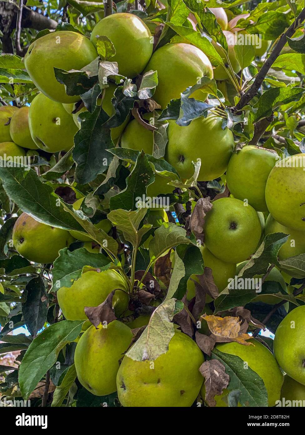 Organic green apples on the tree ready to harvest in a greenhouse Stock ...
