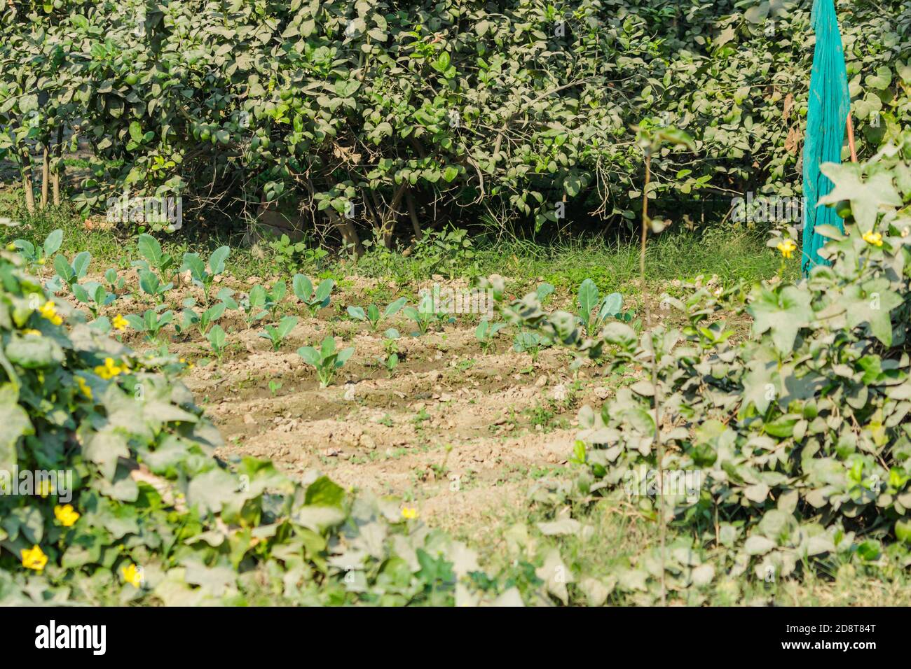 Small piece of land hi-res stock photography and images - Alamy